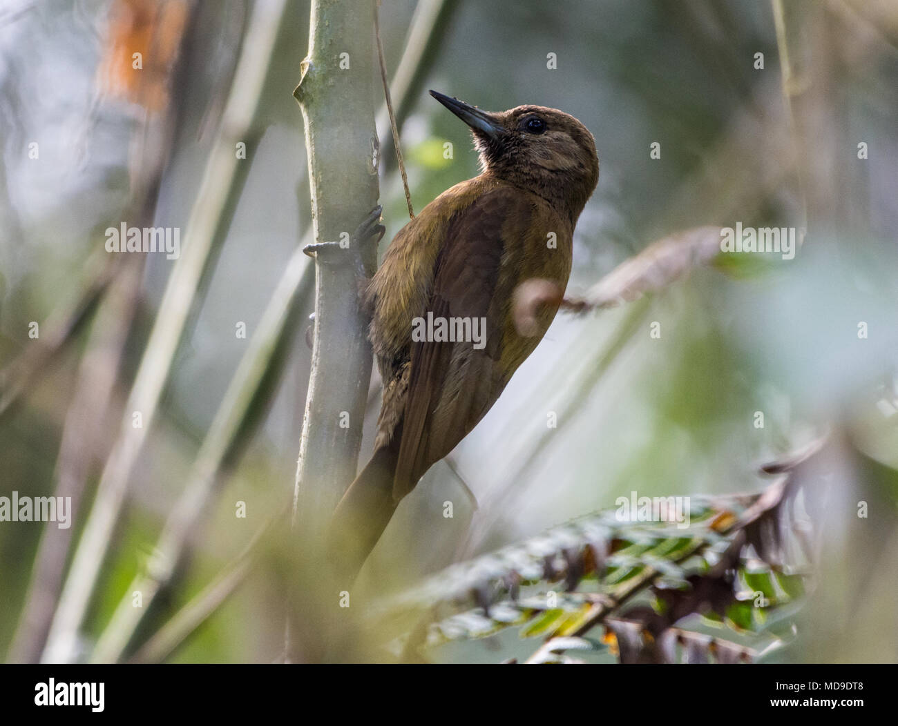 A Smoky-brown Woodpecker (Picoides fumigatus) foraging in the forest ...