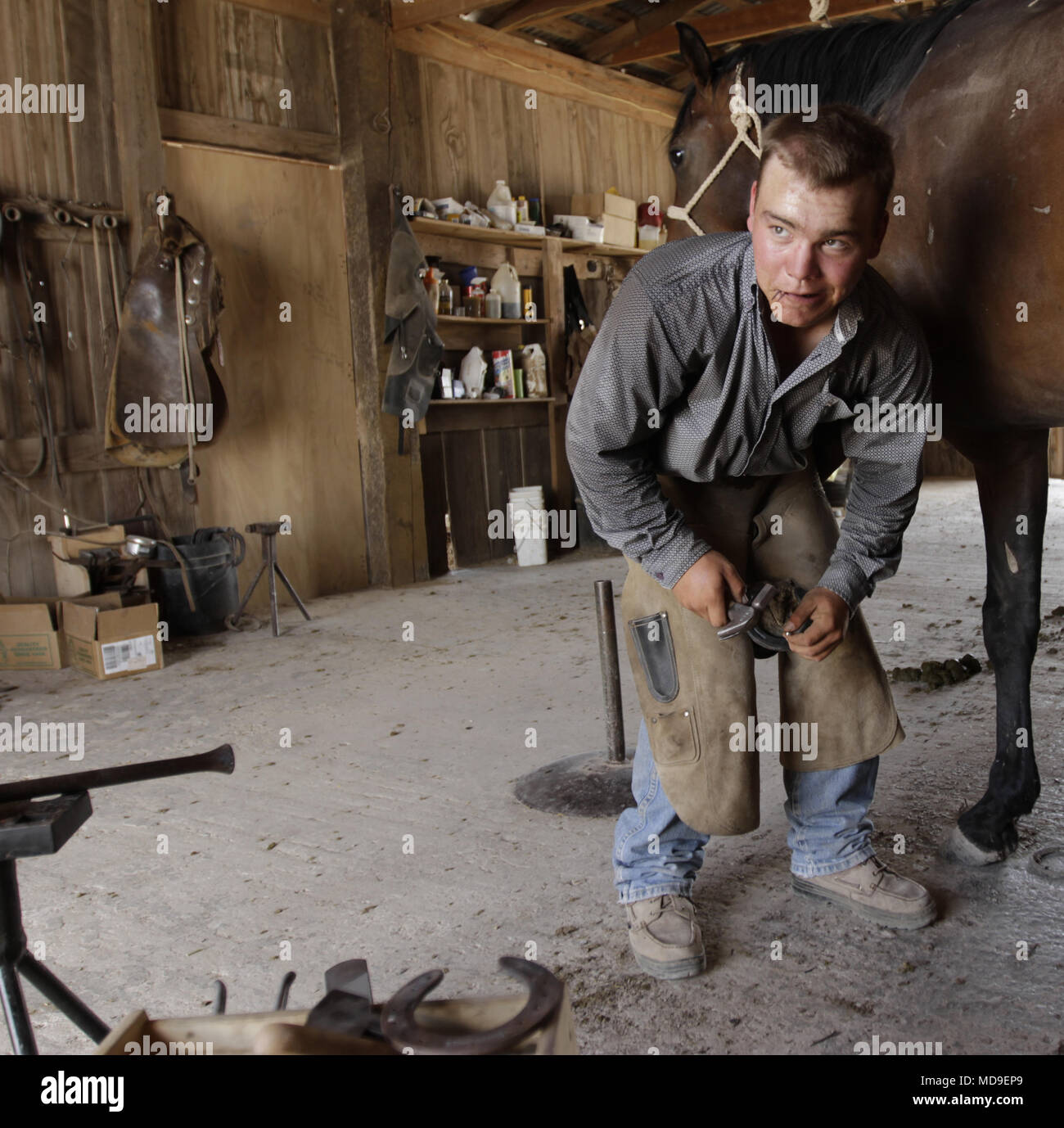 Cowboy horseshoeing a horse hi-res stock photography and images - Alamy
