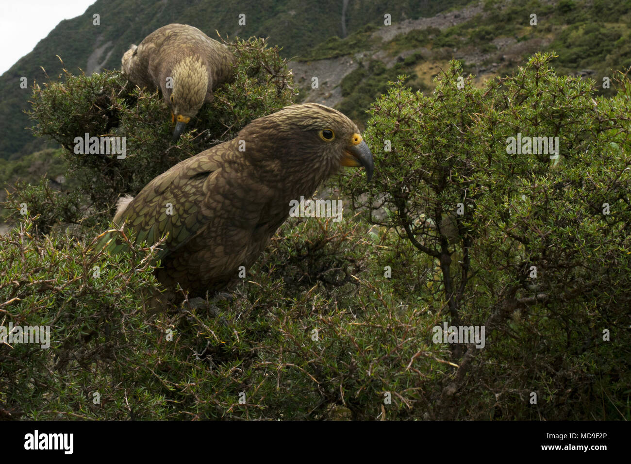 Kea birds in the mountains of the South Island of New Zealand, near ...