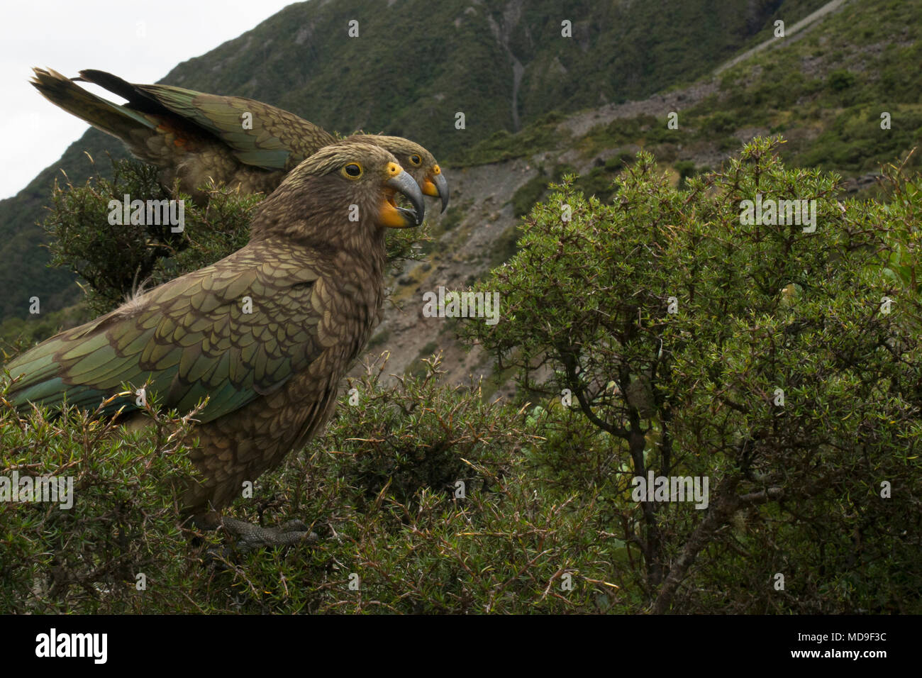 Keas in the south island of new zealand hi-res stock photography and ...