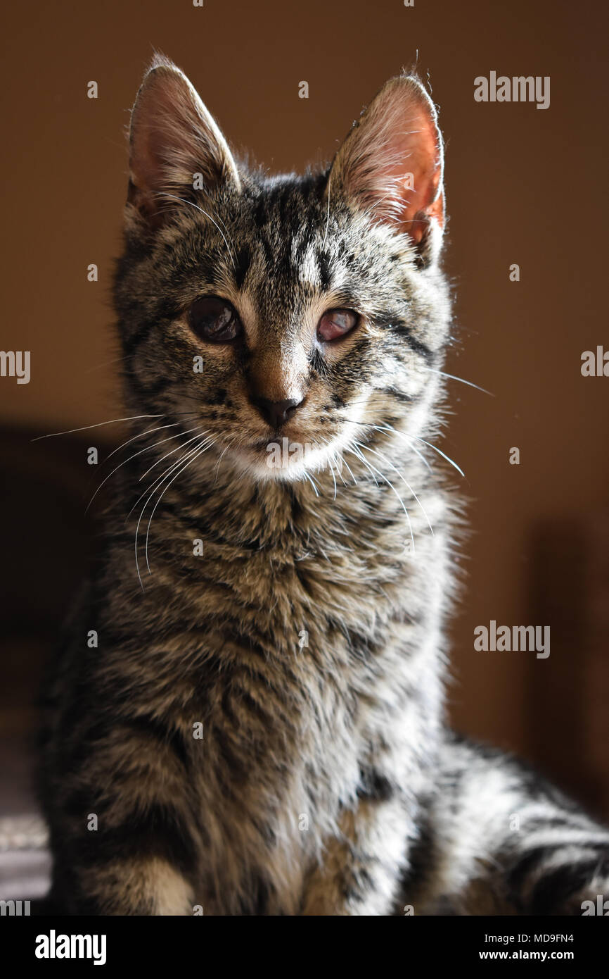 Fred a partially blind domestic kitten sitting in sunlight Stock Photo ...