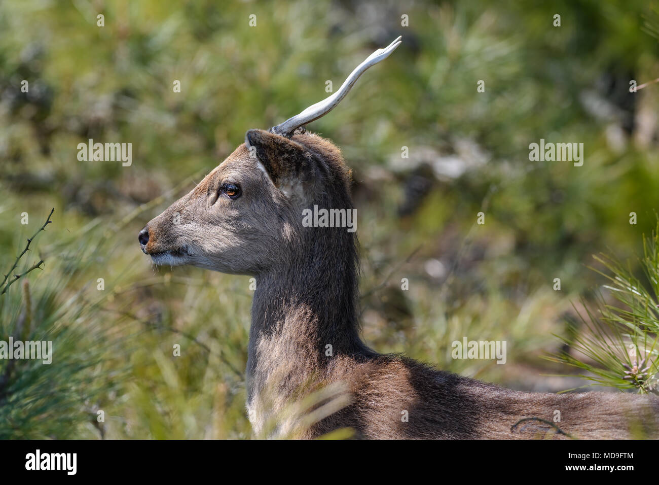 A Whitetail Deer stands tall in the forest Stock Photo - Alamy