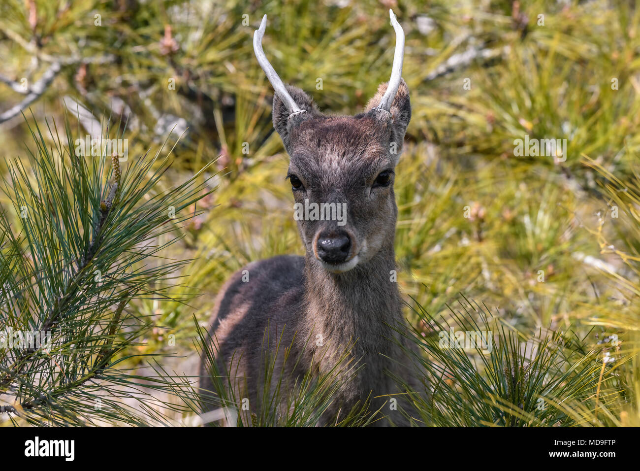 A Whitetail Deer stands tall in the forest Stock Photo - Alamy
