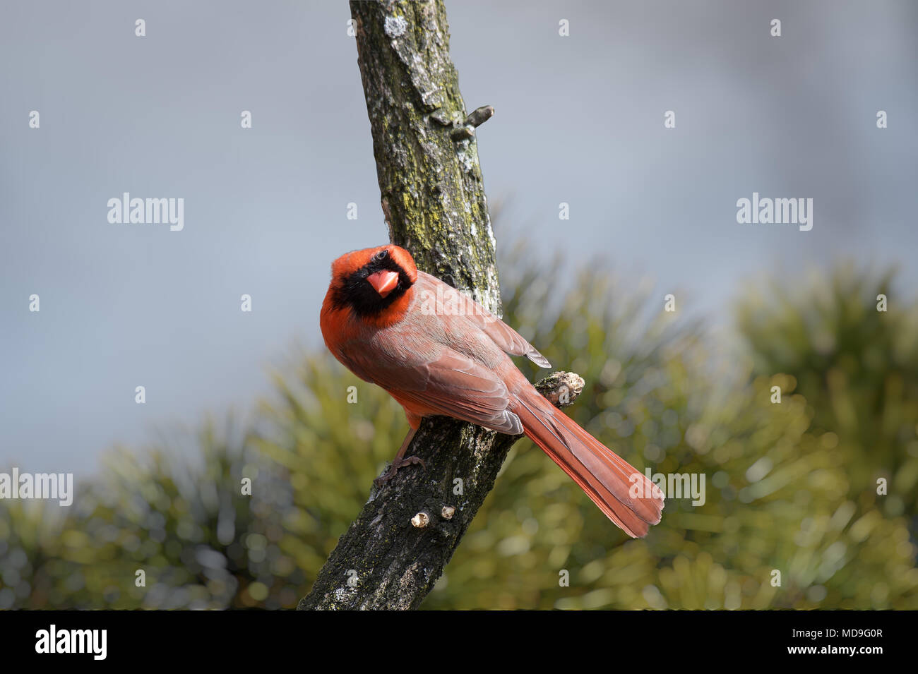 Bright red Cardinalis cardinalis, Northern Cardinal male sitting on a ...
