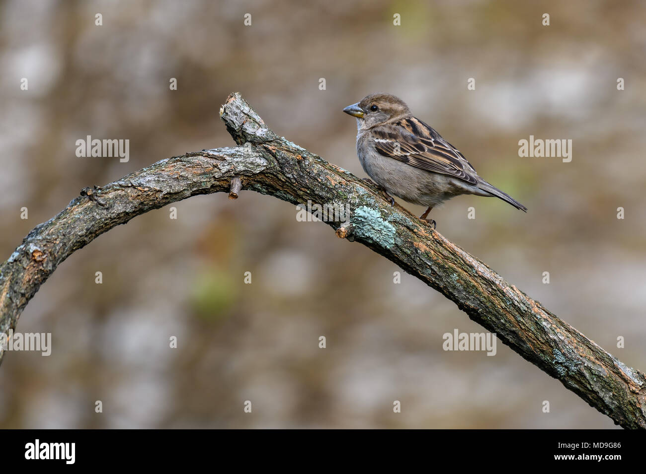 White-throated Sparrow perched on a branch Stock Photo - Alamy
