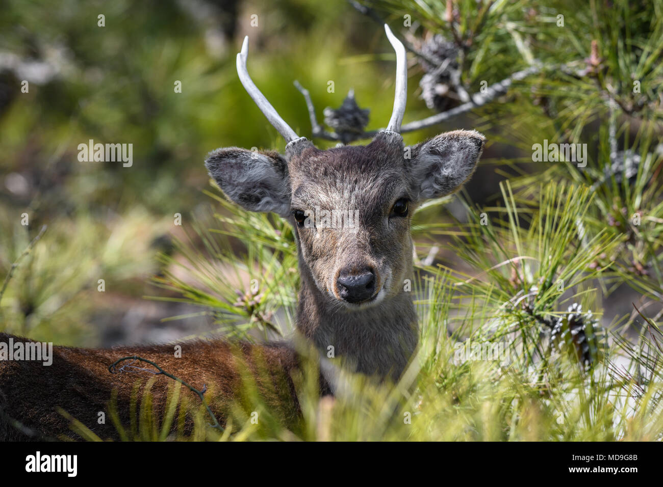 Whitetail Buck Deer in natural habitat, head turned over back Stock ...