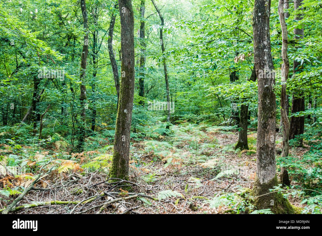 View of trees in a forest, Brittany, France, Europe Stock Photo - Alamy