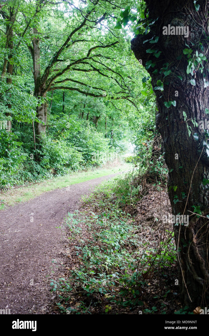 Dirt road through trees in forest, Brittany, France Stock Photo - Alamy