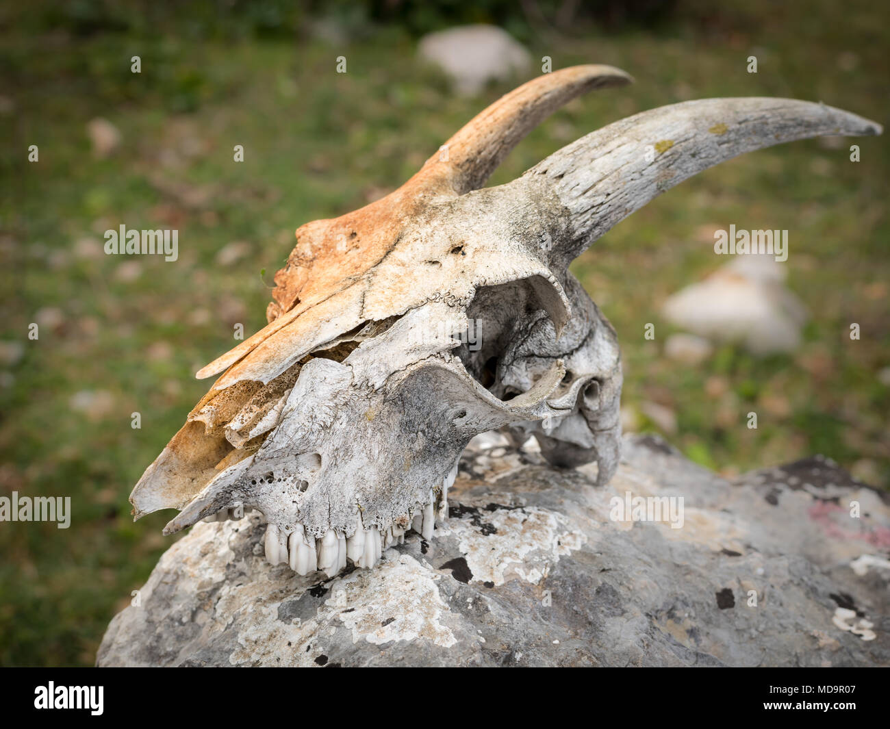Fossil mammal rock hi-res stock photography and images - Alamy