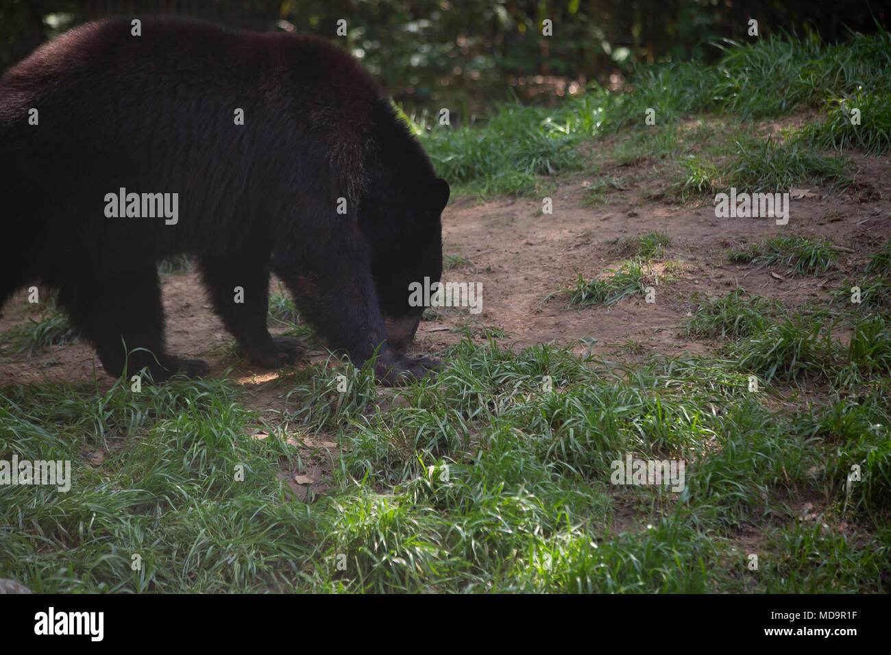 Louisiana black bear (Ursus americanus luteolus) rooting around the ...