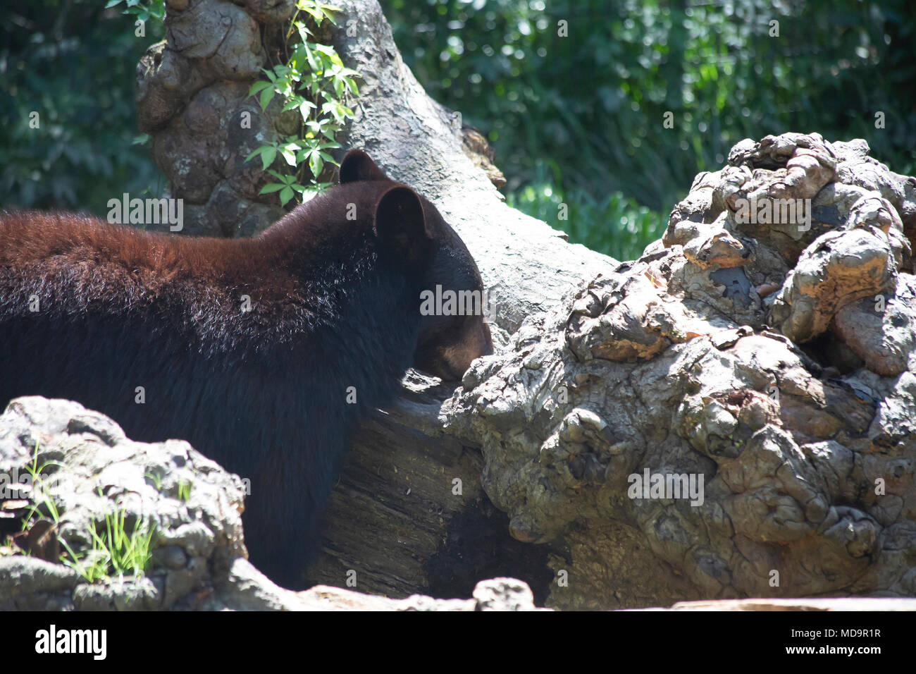 Louisiana black bear (Ursus americanus luteolus) searching for insects ...