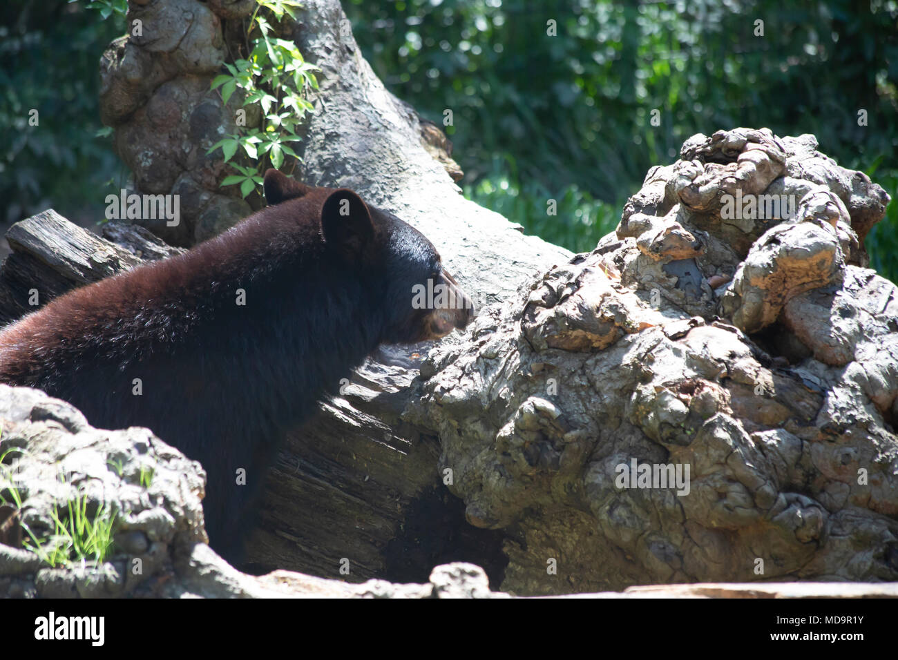 Louisiana black bear (Ursus americanus luteolus) searching for insects ...