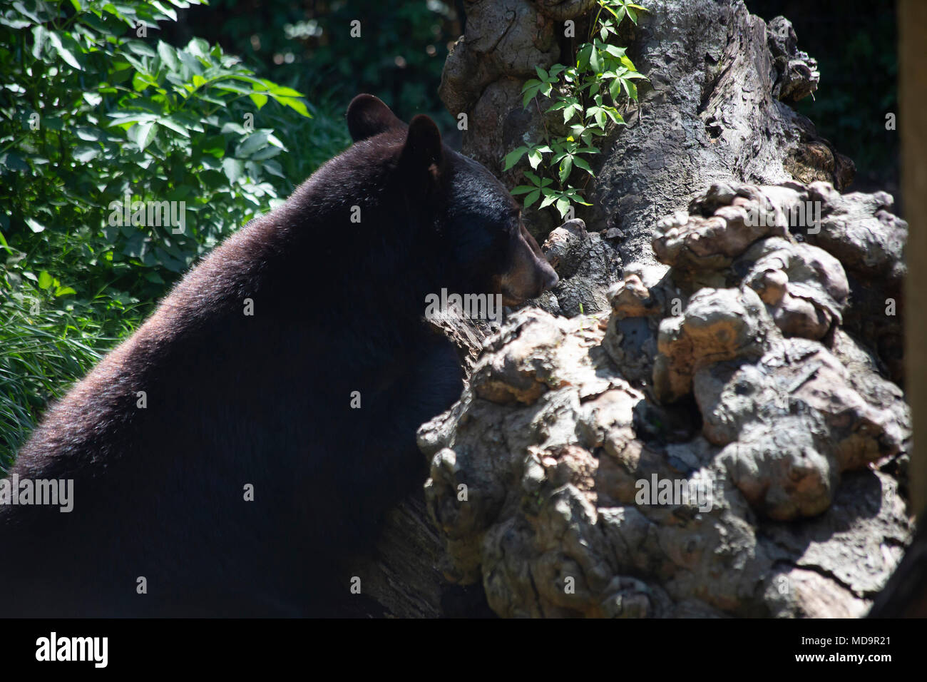 Louisiana black bear (Ursus americanus luteolus) searching for insects ...