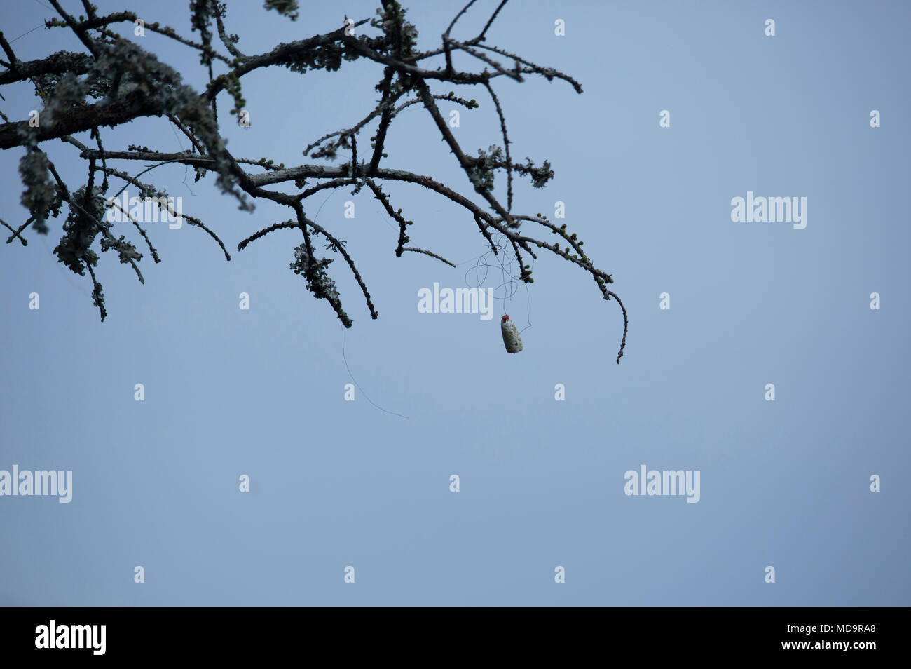 Broken fishing bobber and line hanging from a tree limb Stock Photo - Alamy