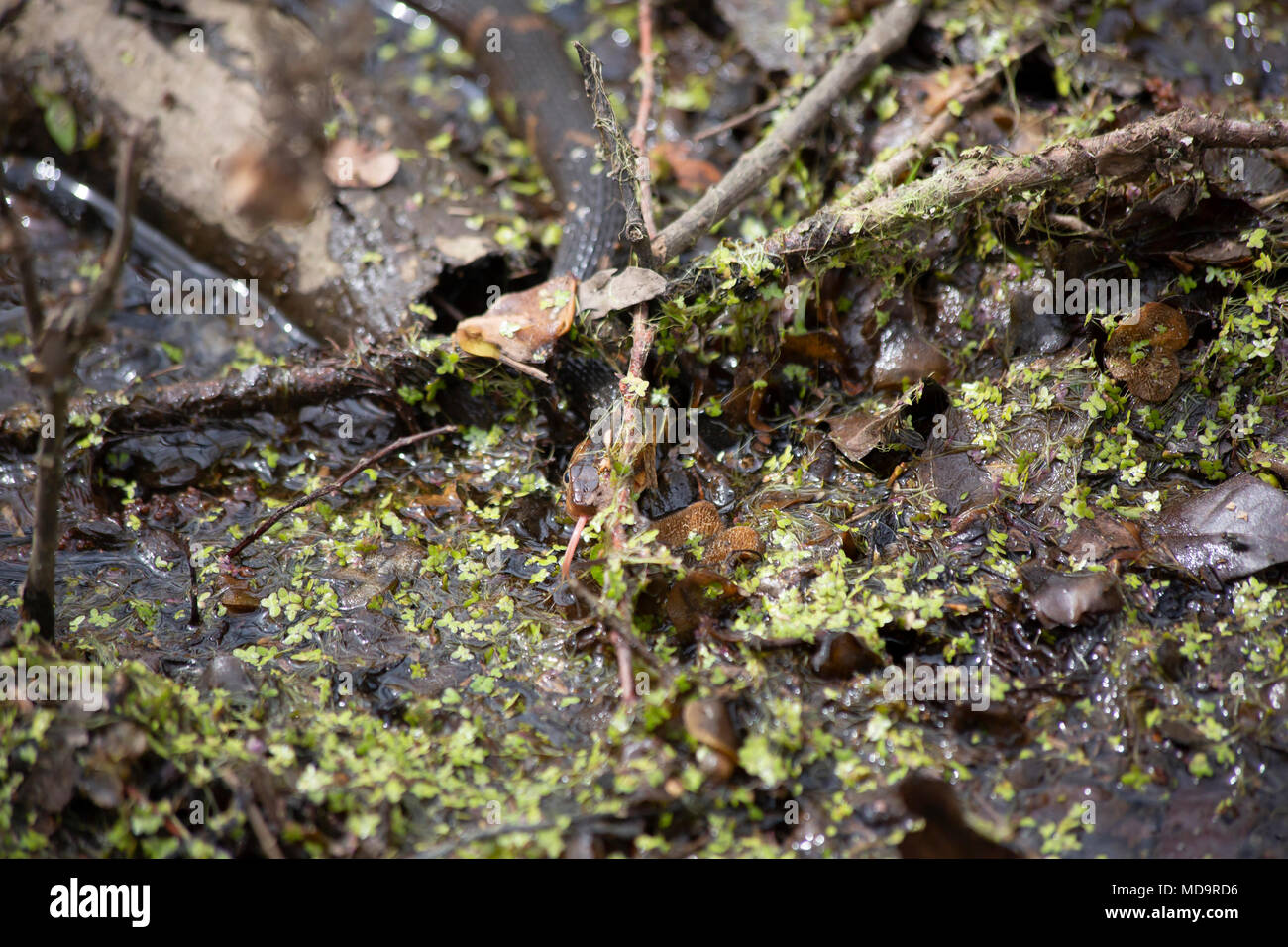 Banded brush hi-res stock photography and images - Alamy