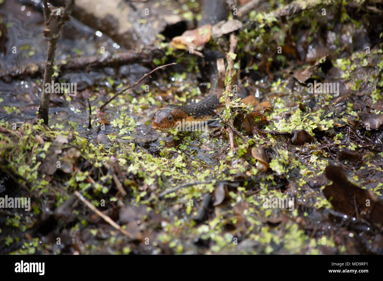Broad-banded water snake swimming toward a fallen limb in a swamp Stock ...