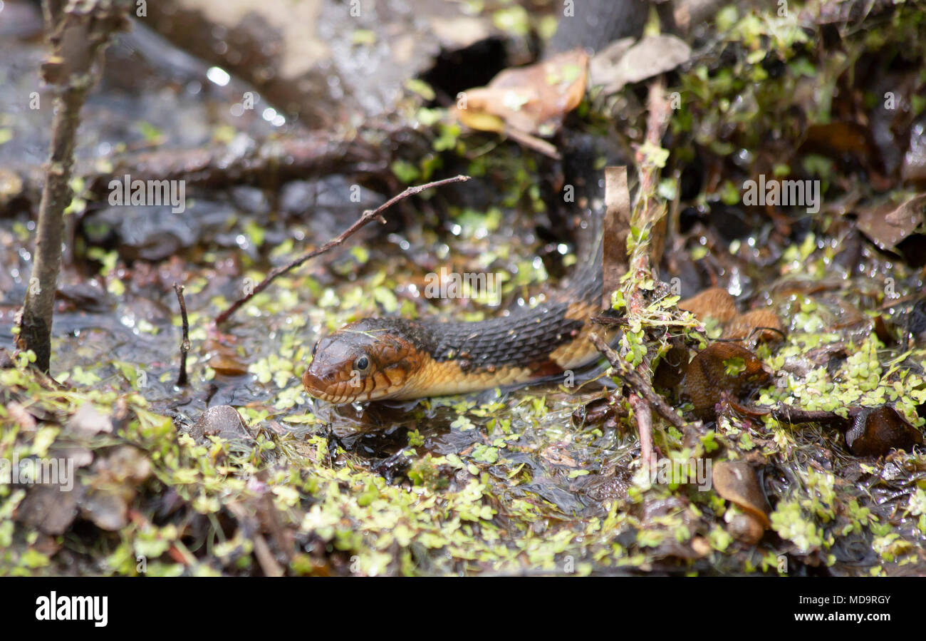 Broad-banded water snake swimming toward a fallen limb in a swamp Stock ...