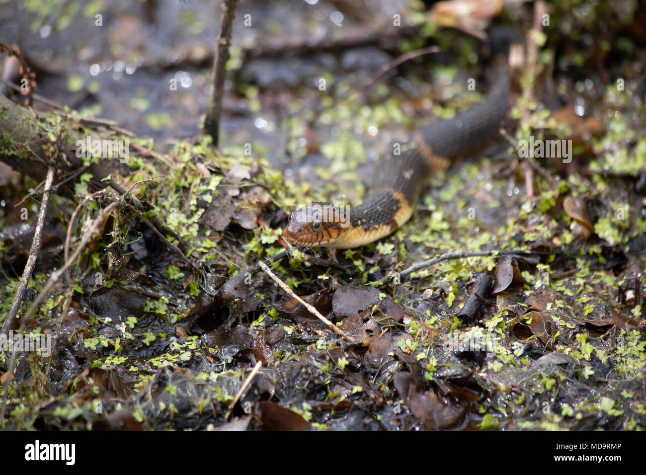 Broad-banded water snake swimming toward a fallen limb in a swamp Stock ...