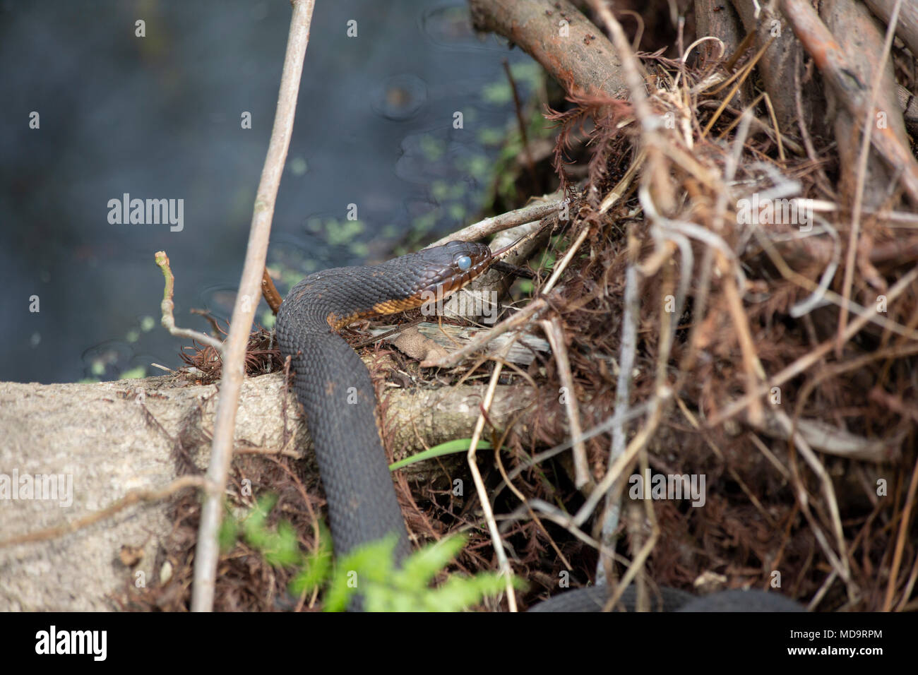 Water snake ready to moult sunning on a swamp log Stock Photo - Alamy
