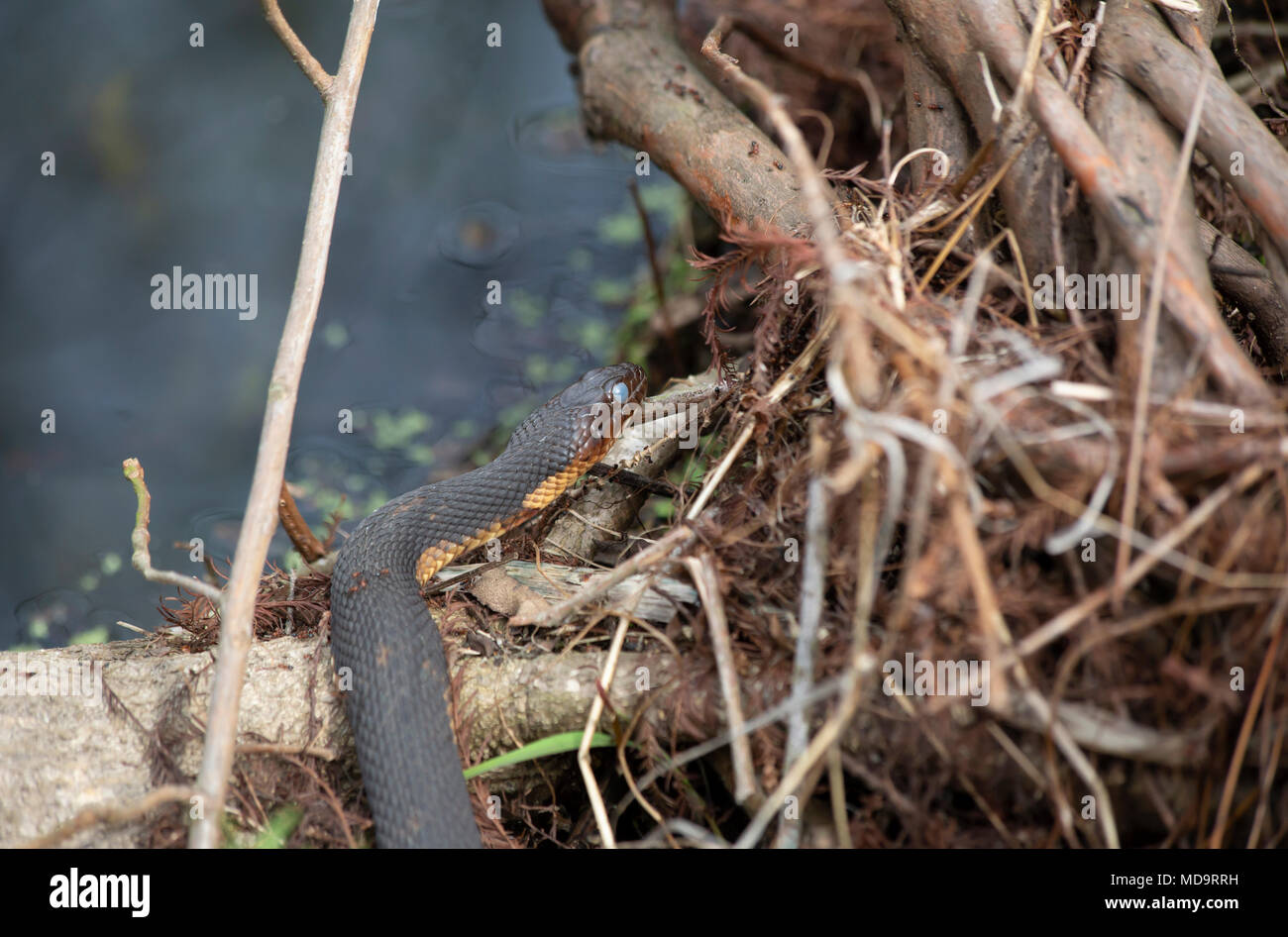Water snake ready to moult sunning on a swamp log Stock Photo - Alamy