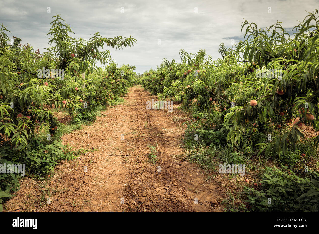 Field with peach trees. Peach orchard and dirt path. Sicily, Italy ...