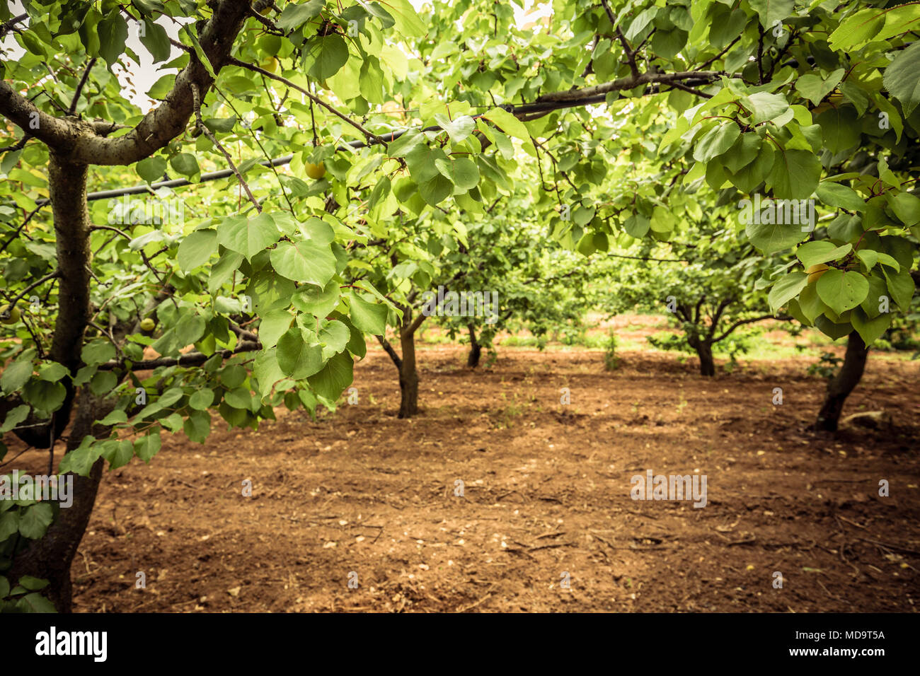 Fruit trees. Orchard Stock Photo - Alamy