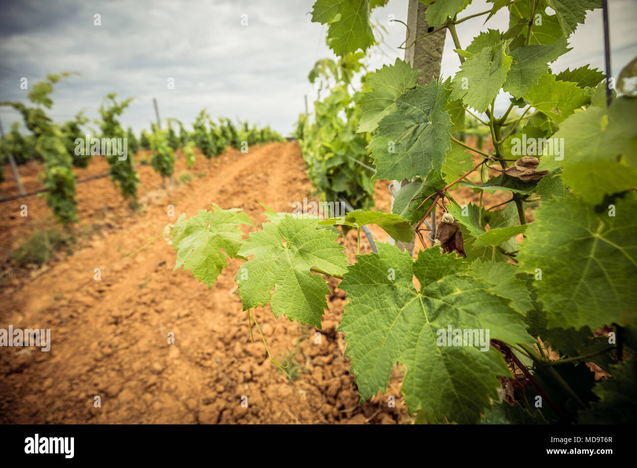 Close-up of grape laves. Grapevine harvest. Sicily, Italy Stock Photo ...