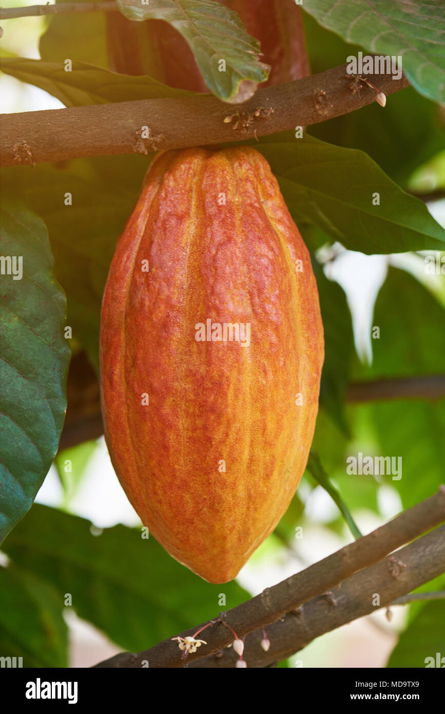 Chocolate fruit pod in colorful sunny tree background close-up Stock ...