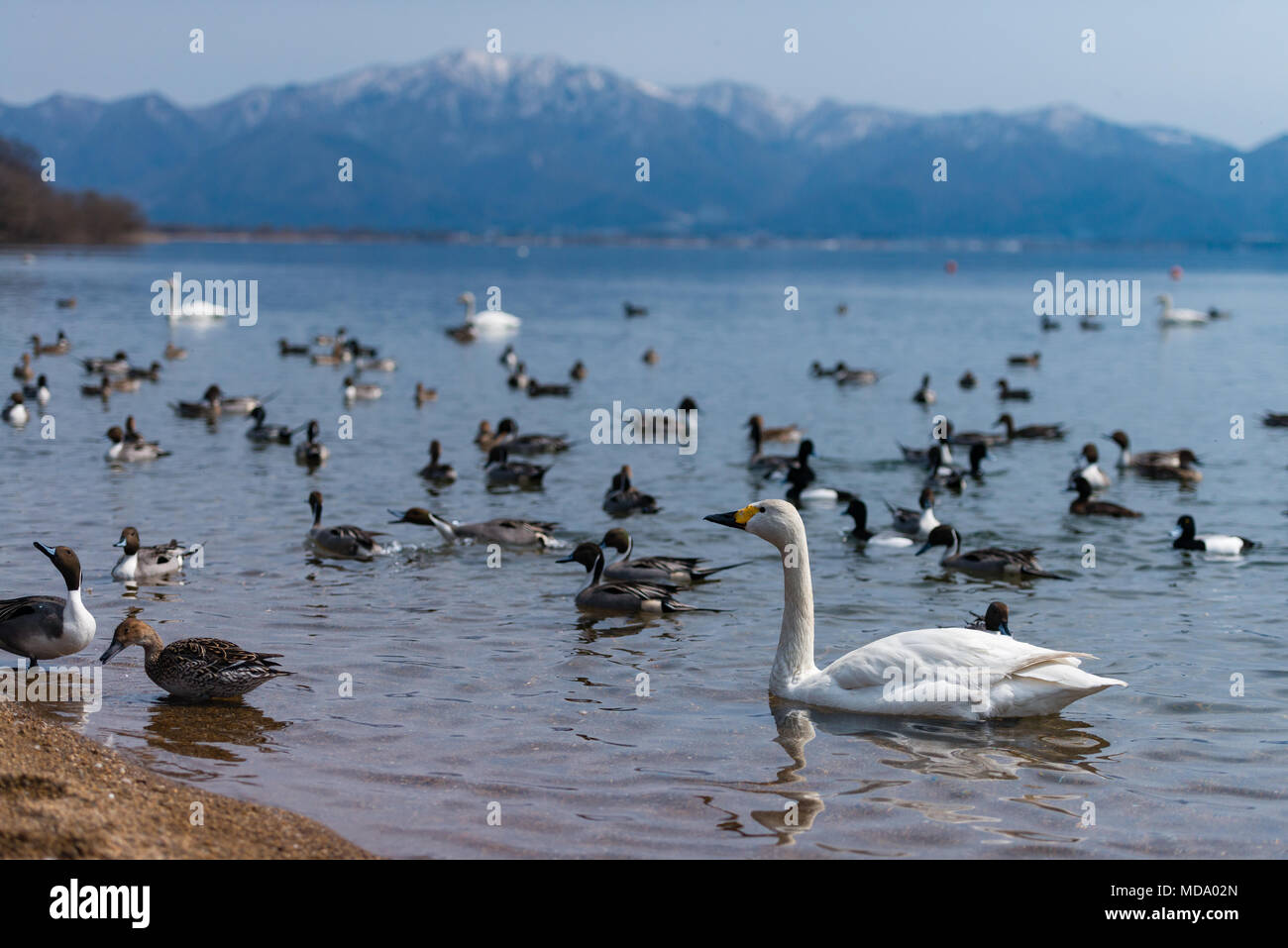 Black swan lagoon hi-res stock photography and images - Alamy