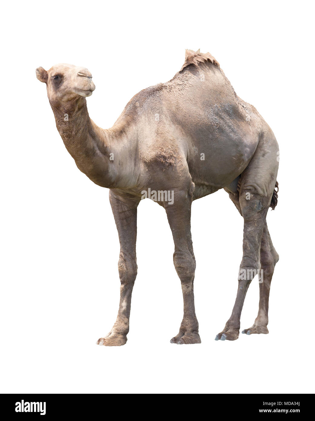 Arabian camel Cut Out Stock Images & Pictures - Alamy
