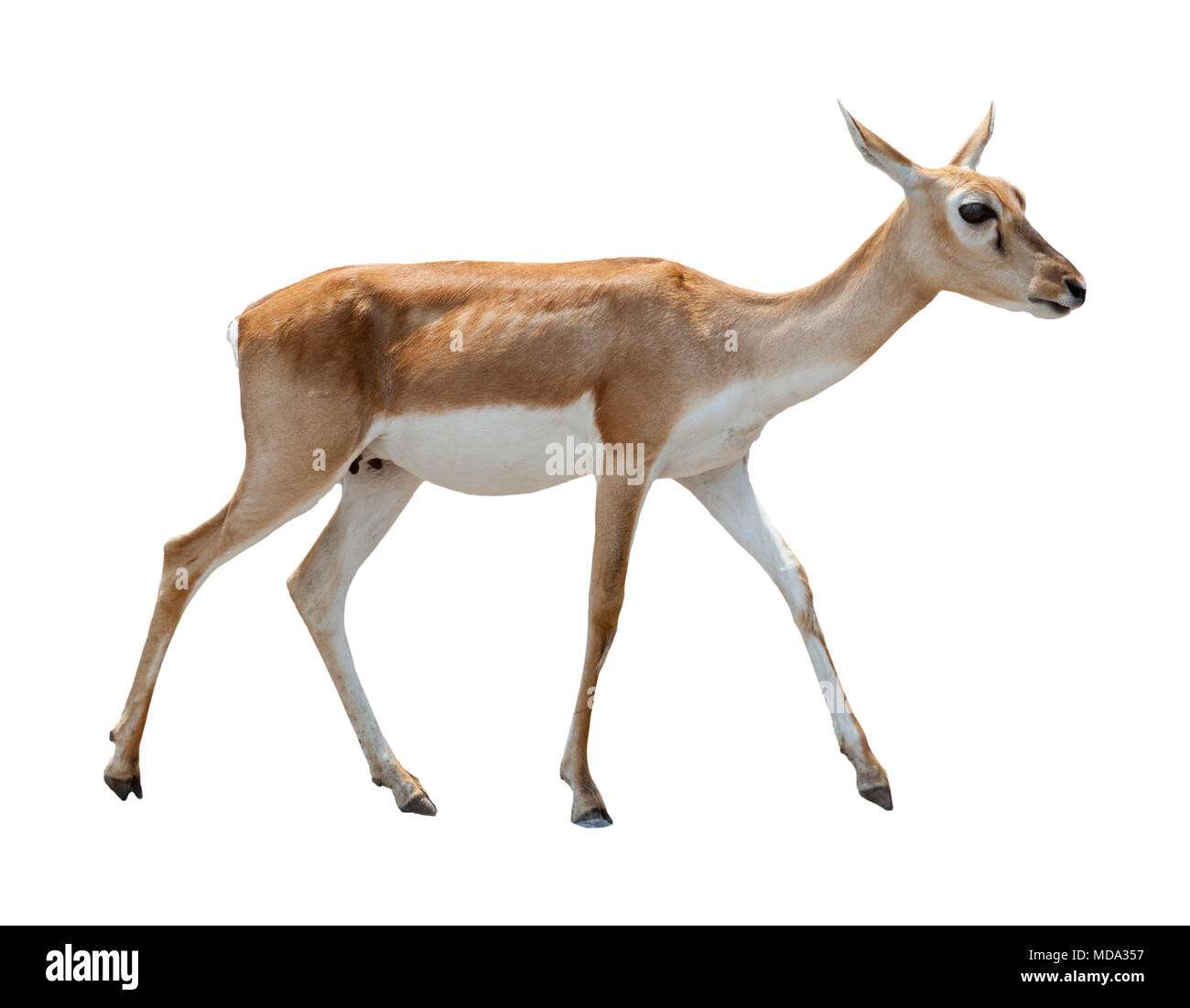 deer isolated white background Stock Photo - Alamy