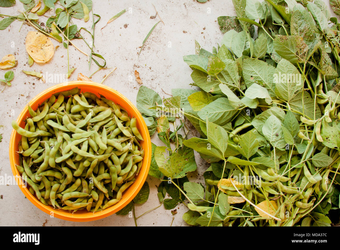 Edamame plant hi-res stock photography and images - Alamy