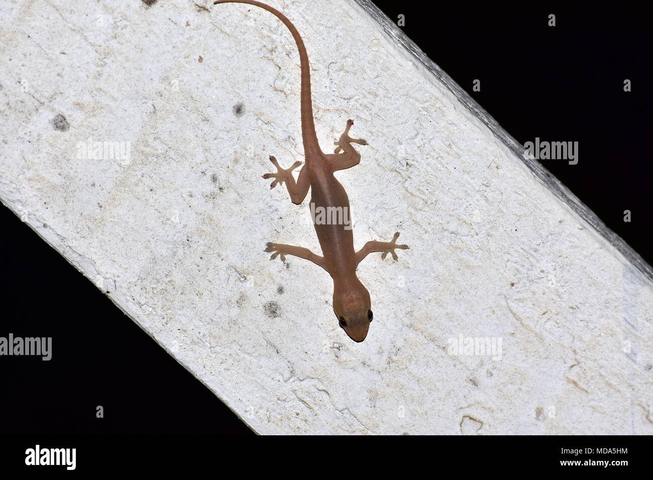 Small gecko hi-res stock photography and images - Alamy