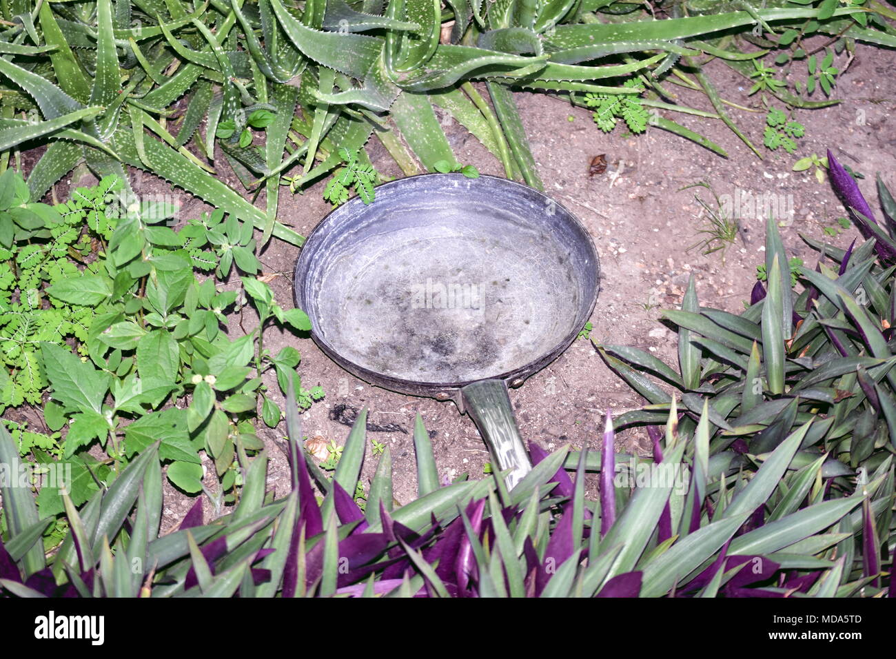 Old succulent hi-res stock photography and images - Alamy