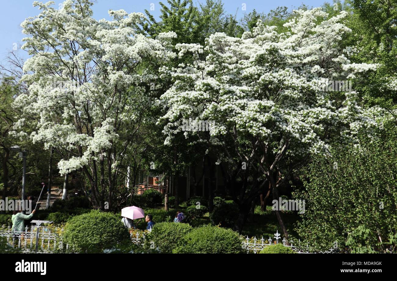 Jinan, China's Shandong Province. 19th Apr, 2018. People take photos ...