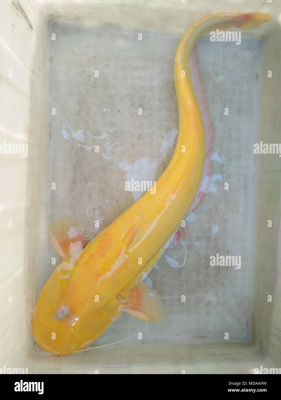 A giant catfish hi-res stock photography and images - Alamy