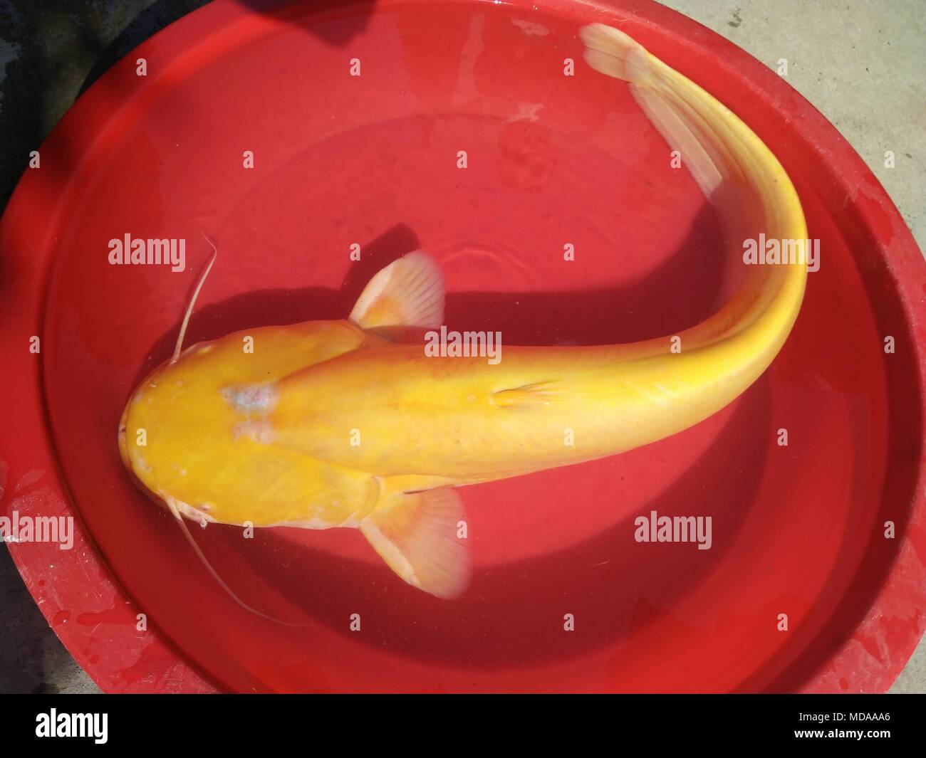 A giant catfish hi-res stock photography and images - Alamy