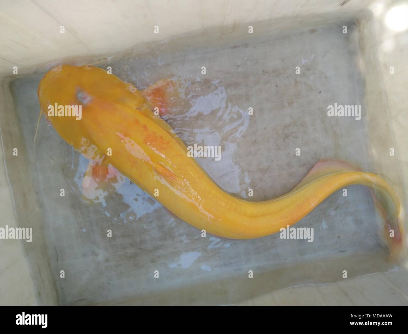 Yellow catfish hi-res stock photography and images - Alamy