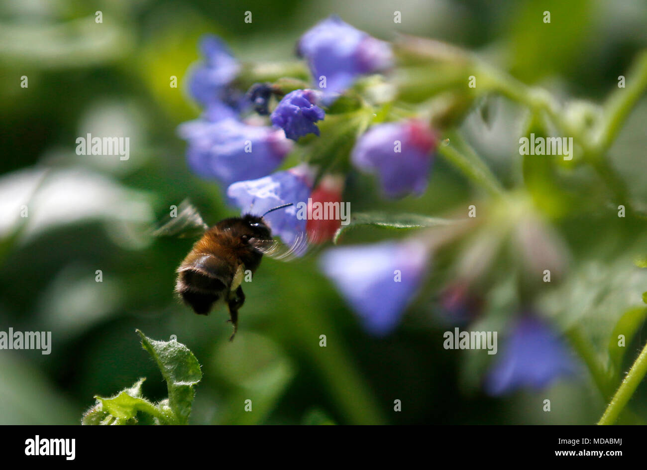 Bee ina flower hi-res stock photography and images - Alamy