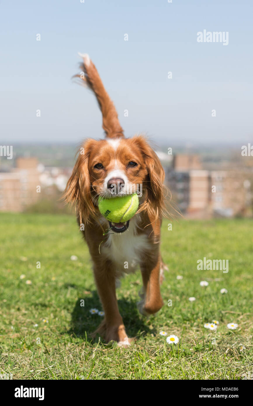 A 1 year old cockapoo hi-res stock photography and images - Alamy