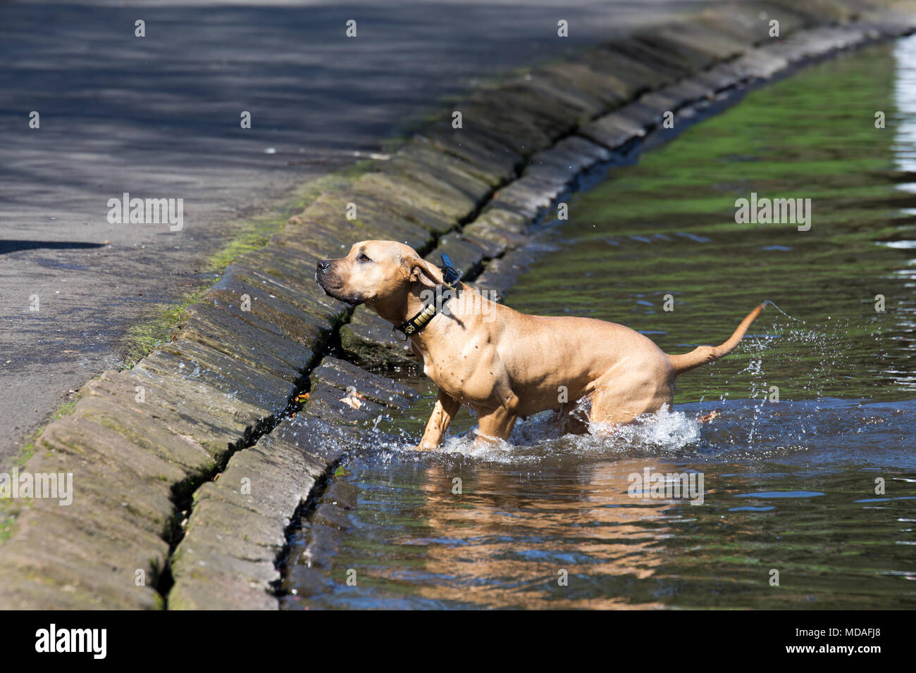 UK Weather. A dog coming out of the lake after cooling down as ...