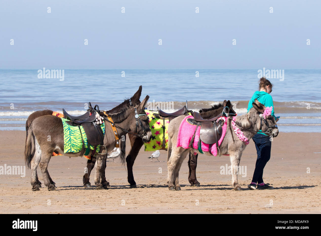 Donkeys donkey rides blackpool beach seaside sand resort coast coast hi ...