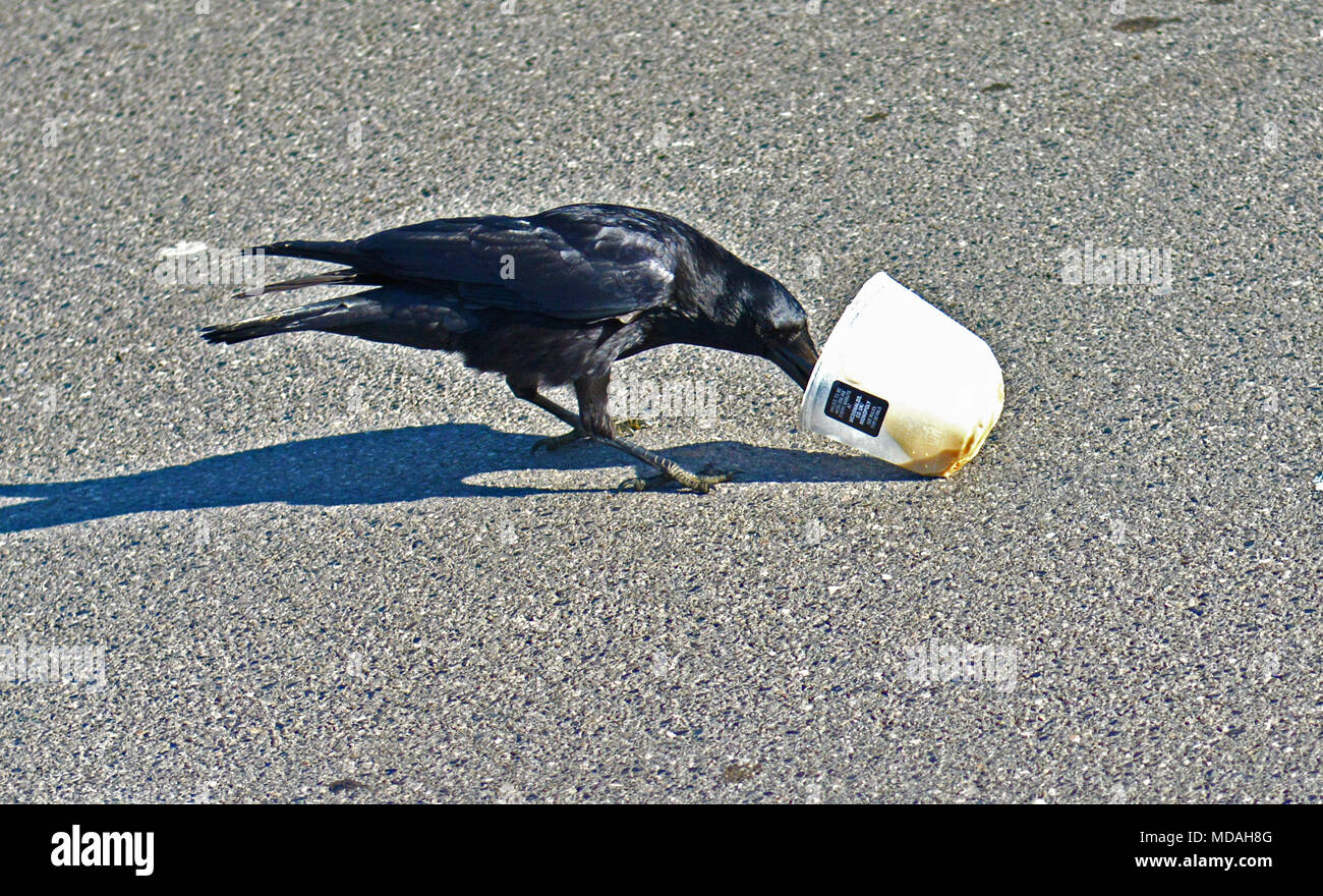 The thirsty crow hi-res stock photography and images - Alamy