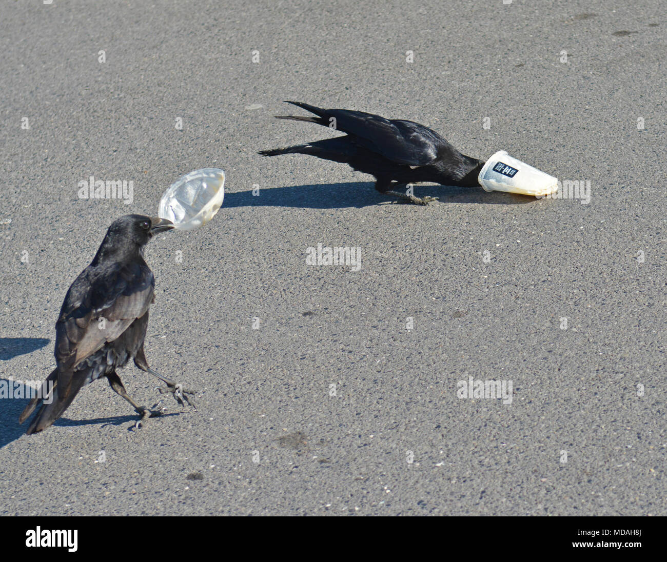 Bristol, UK. 19th April 2018. UK Weather. Crows searching for a drink ...