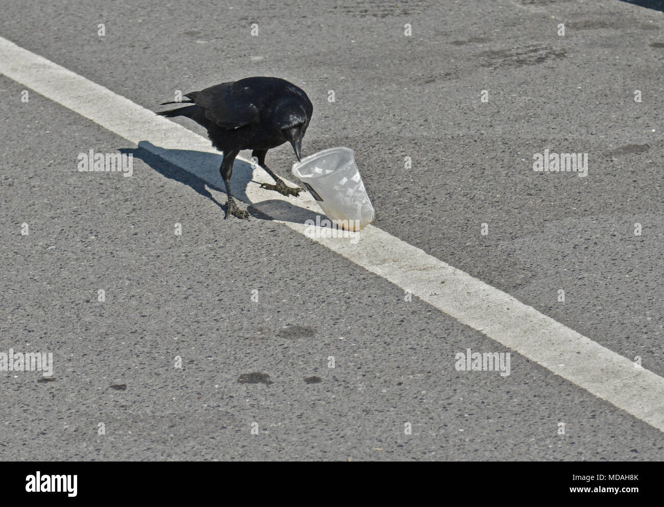 Bristol, UK. 19th April 2018. UK Weather. Crows searching for a drink ...