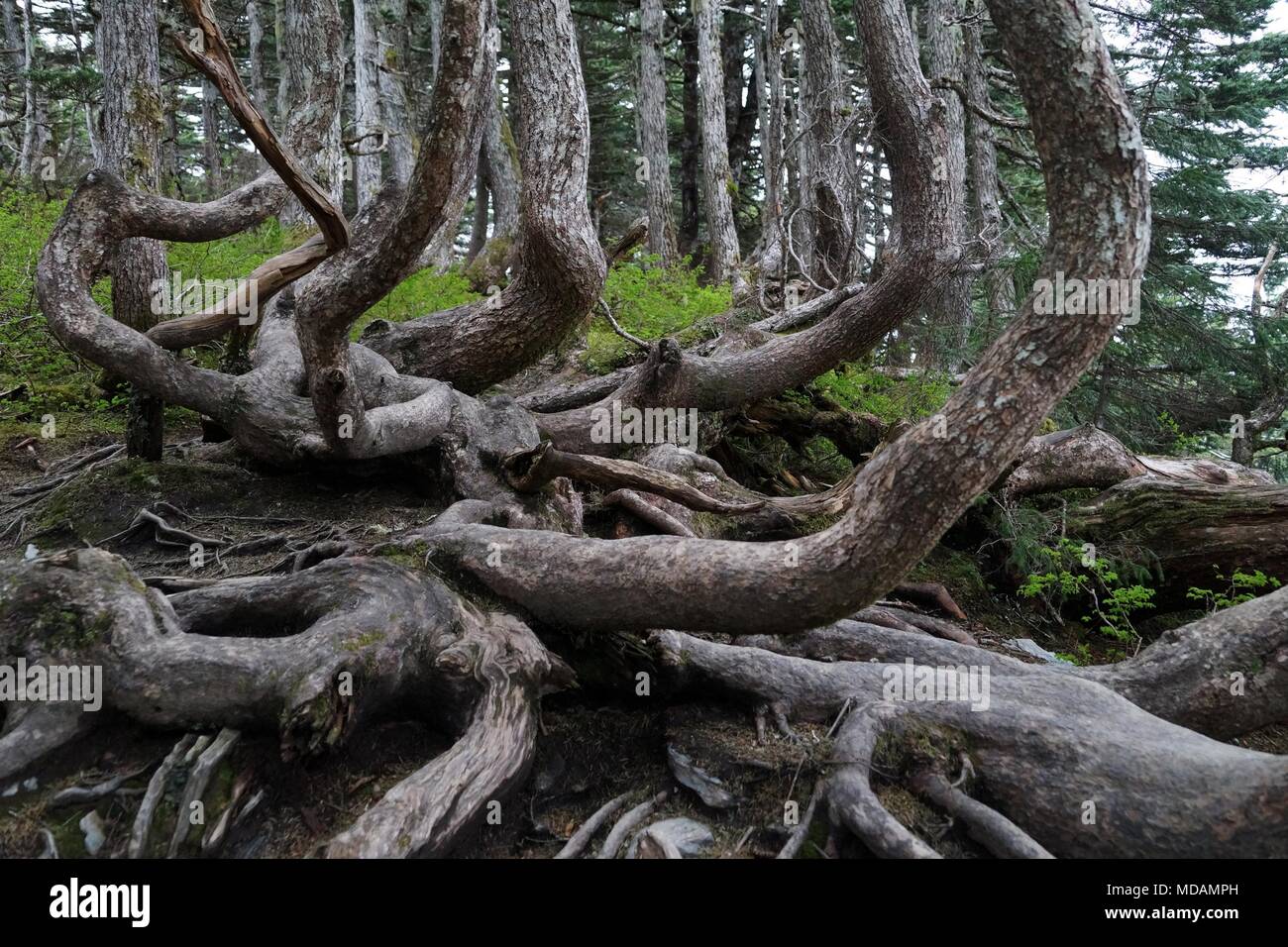 Unusual bark coniferous tree close hi-res stock photography and images ...