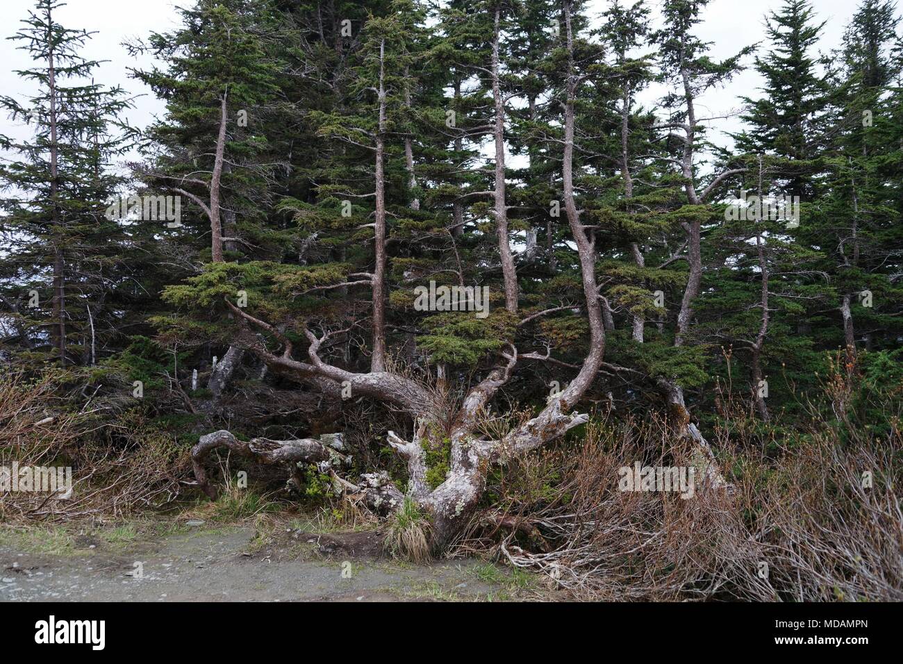 Weird trunks hi-res stock photography and images - Alamy