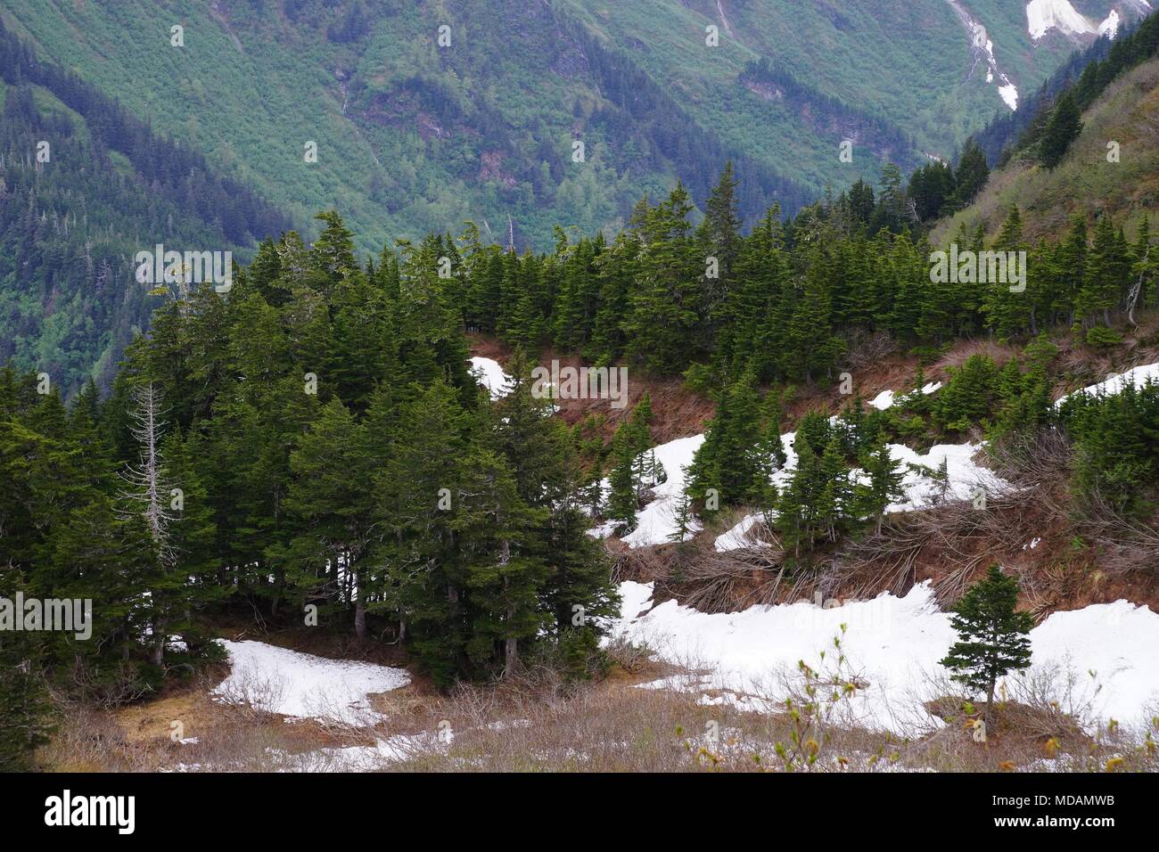 Mountain coniferous forest with snow patches between trees at Mount ...