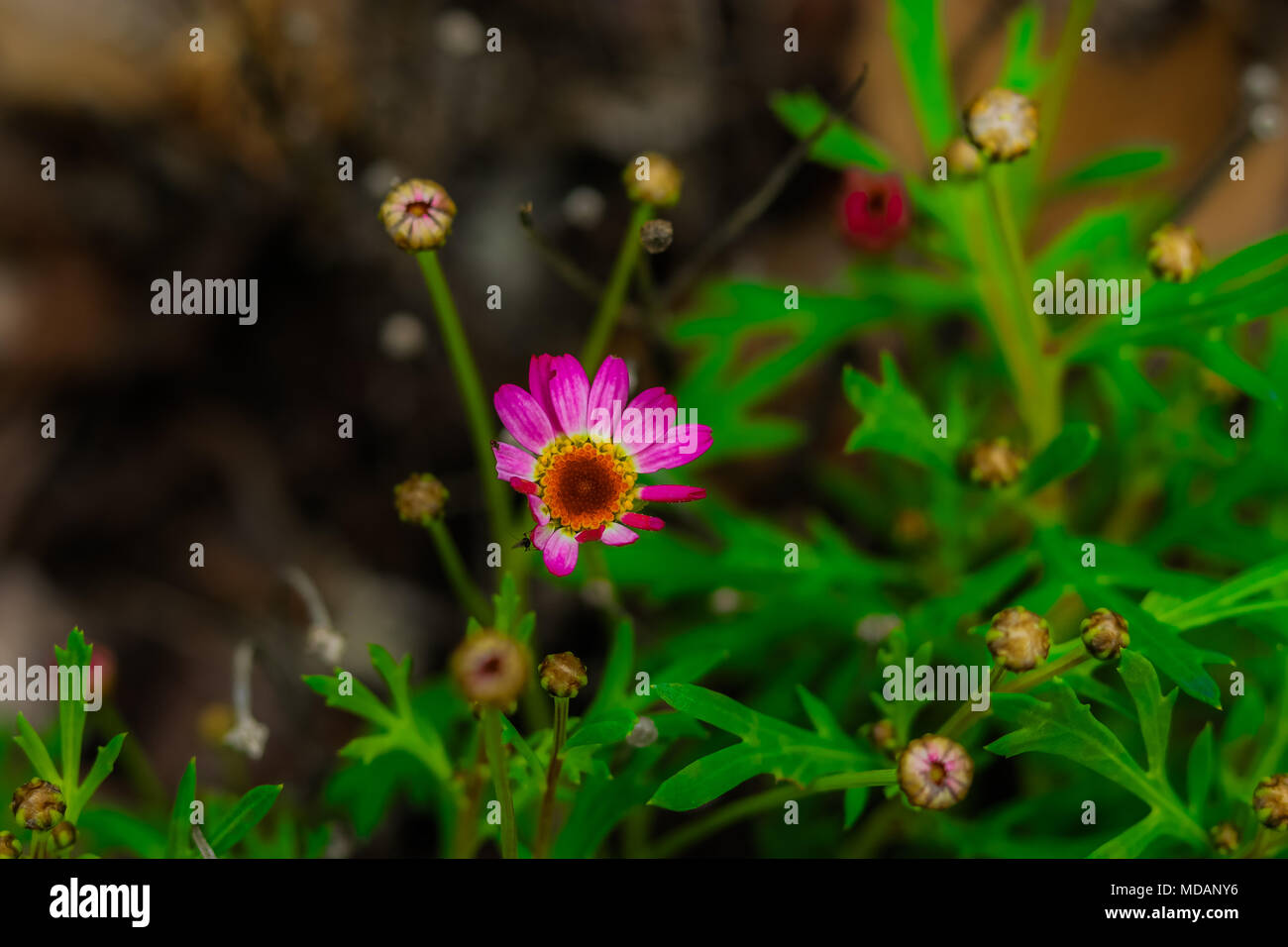 Tiny pink flowers Stock Photo - Alamy