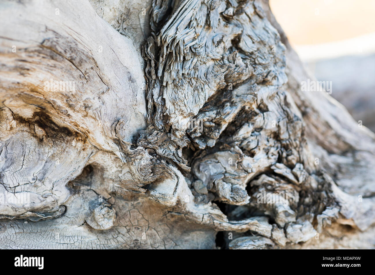 Twisted roots hi-res stock photography and images - Alamy